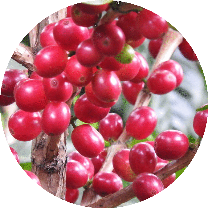 Coffee Bar – Red Cedar Coffee Co. | A World of Unique Coffees ...